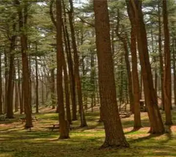고양이 털 빠짐 방지를 위한 빗질과 영양 관리- 베트레나